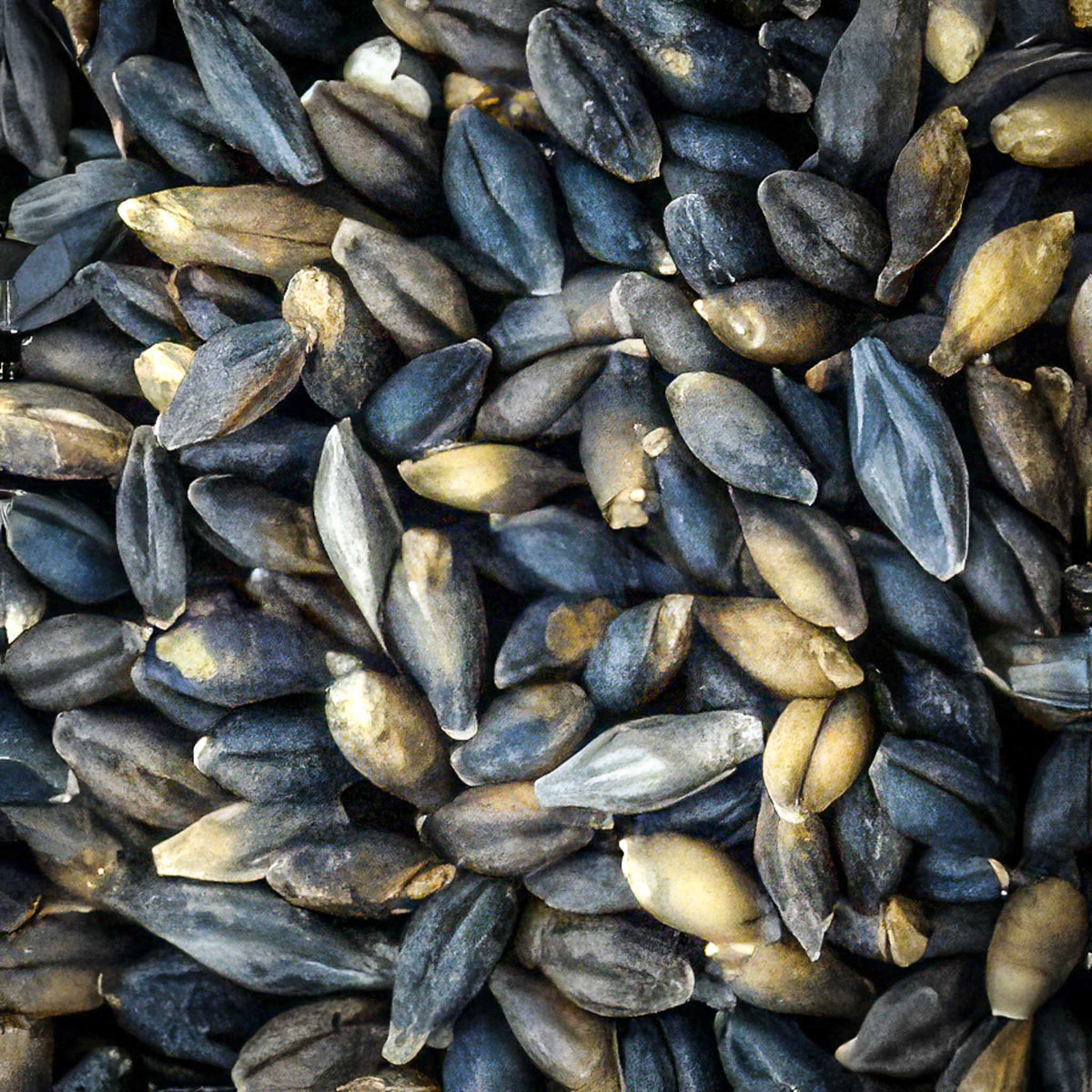 Black Hulless Barley Seeds - Organic & Heirloom | Canada