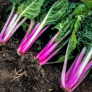 A Variety of Greens - Asian, Spinach, Lettuces, Kales, Chard – Page 2