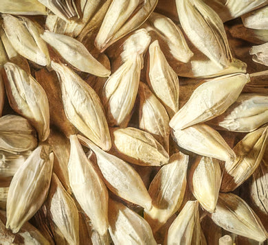 Non-GMO Barley Grain Seed Collection - Cnada