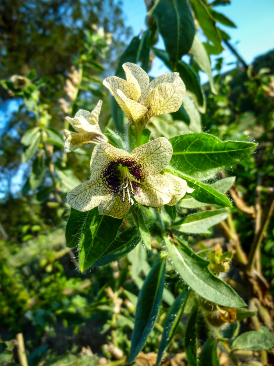 Henbane (Hyoscyamus niger) - Medicinal Biennial Flower Seed