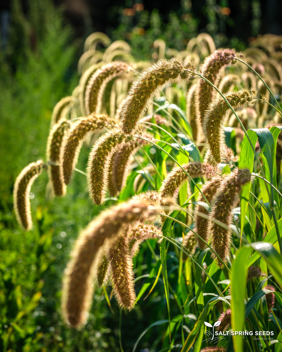 Lime Millet Seeds - Organic & Heirloom | Canada