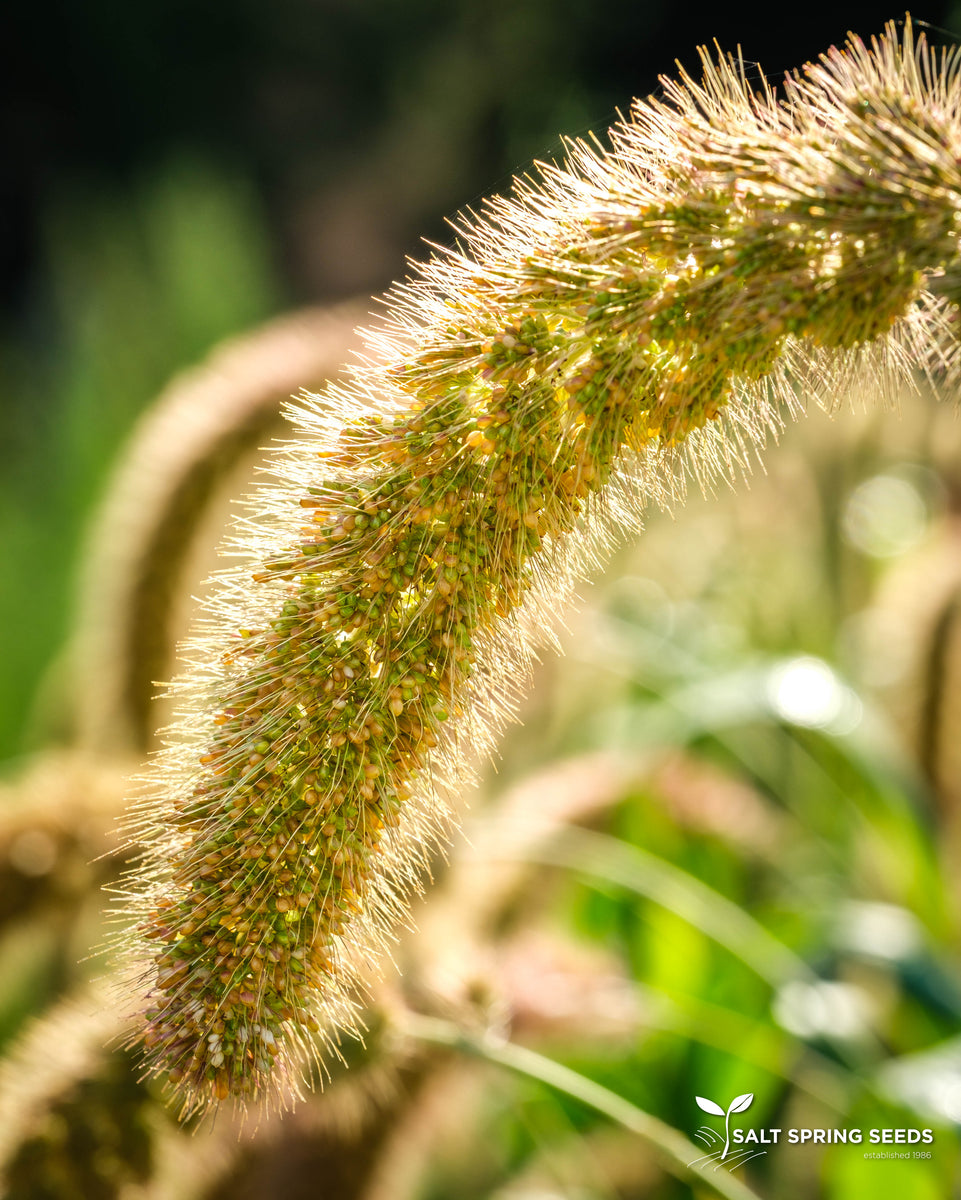 Lime Millet Seeds - Organic & Heirloom | Canada
