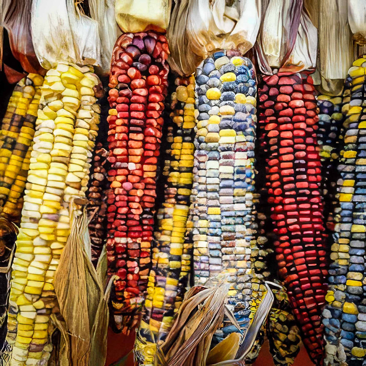 Multi-colour Indian Flour Corn Seeds - Organic | Canada