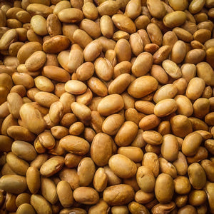 Rare Heirloom Native American Bean - Organic Bush Dry Bean