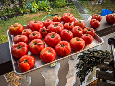 Heirloom Medium-Size, Early-To-Midseason Tomato Seed Varieties