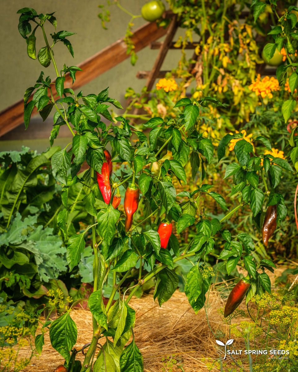 Basque Hot Pepper Seeds - Organic & Heirloom | Canada