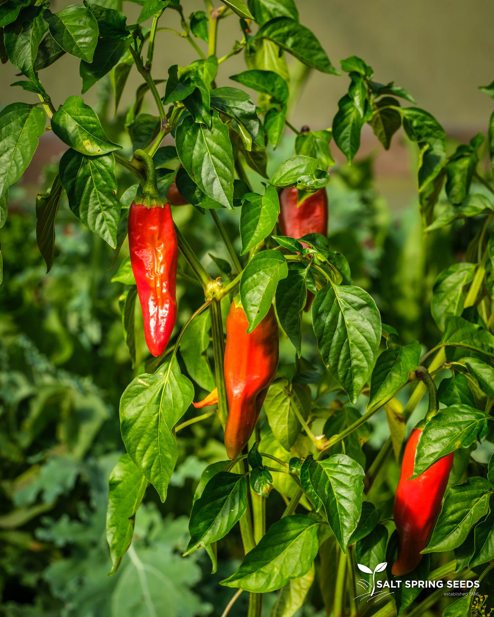 Basque Hot Pepper Seeds - Organic & Heirloom | Canada