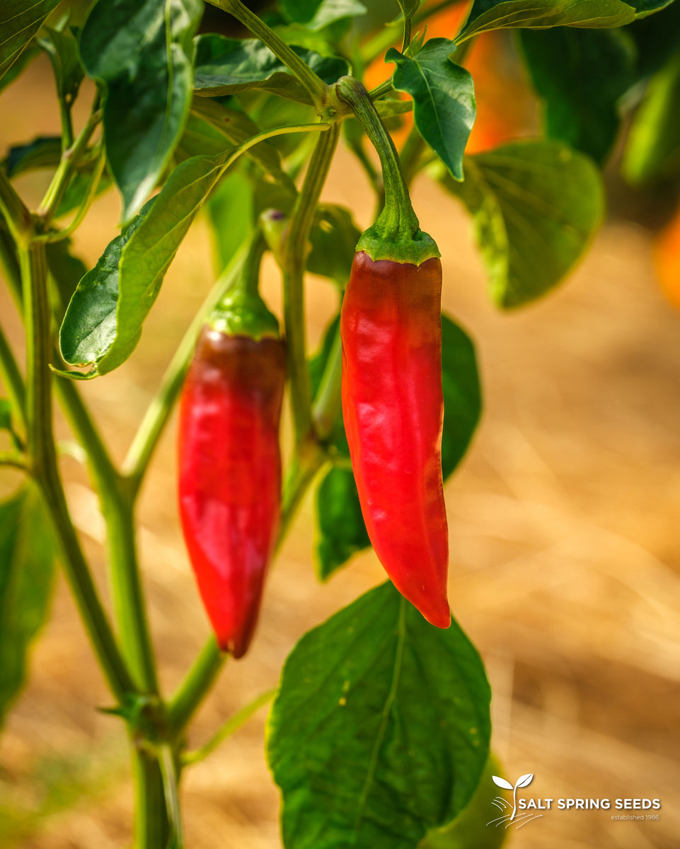 Basque Hot Pepper Seeds - Organic & Heirloom | Canada