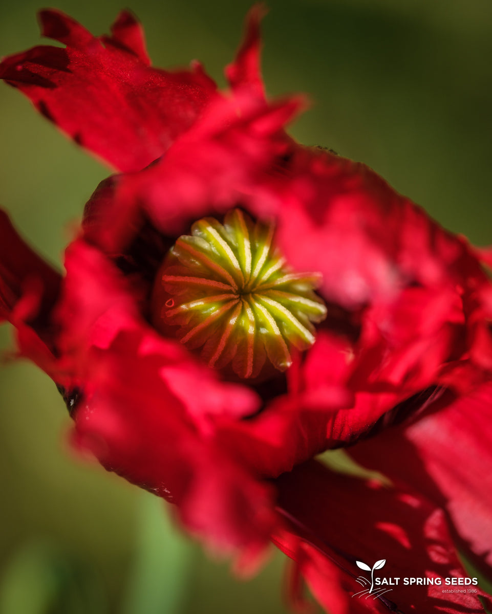 Poppy Mix Seeds - Organic & Heirloom | Canada