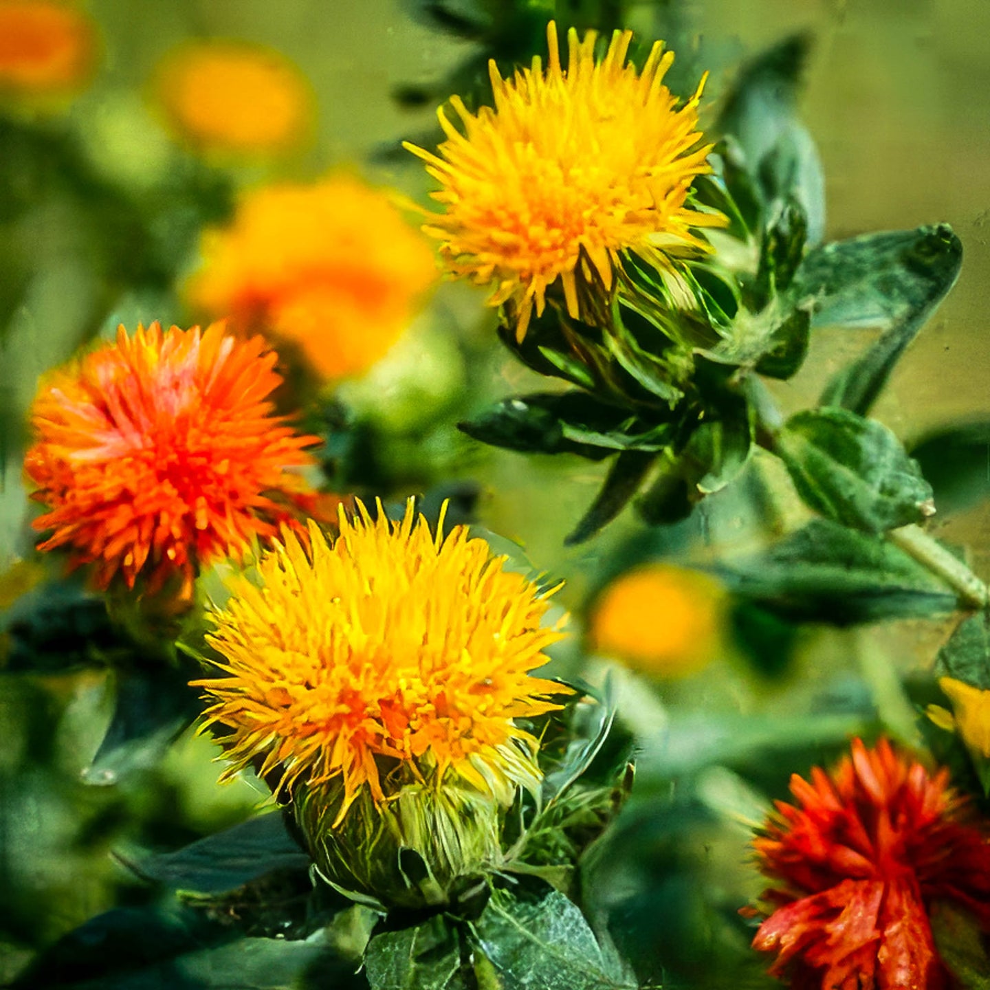 Safflower Seeds - Organic & Heirloom | Canada