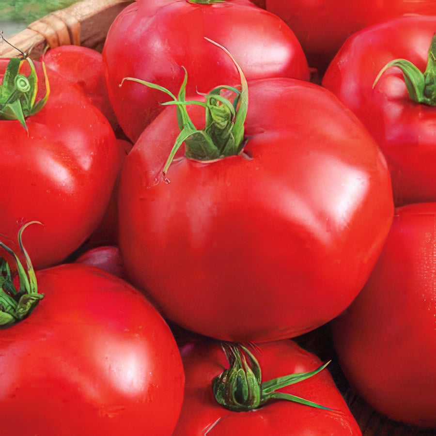 Salt Spring Sunrise Tomato Seeds - Organic & Heirloom | Canada