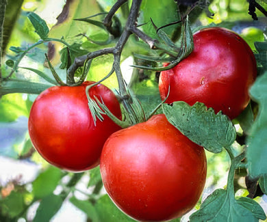 Heirloom Medium-Size, Early-To-Midseason Tomato Seed Varieties