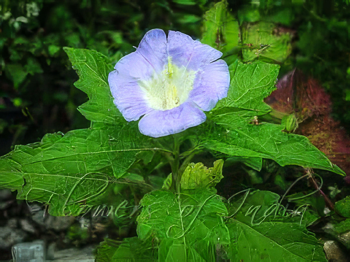 Shoo Fly Plant Seeds - Organic & Heirloom | Canada