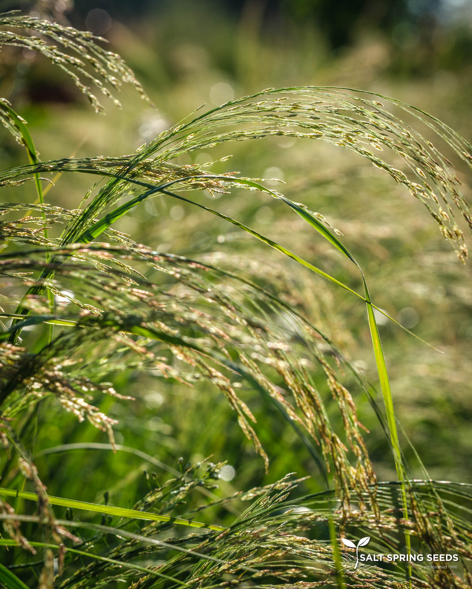 A.L. White Teff Seeds - Organic & Heirloom | Canada