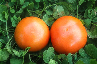 Heirloom Medium-Size, Early-To-Midseason Tomato Seed Varieties