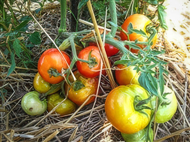 Heirloom Medium-Size, Early-To-Midseason Tomato Seed Varieties