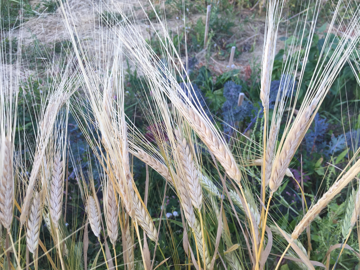 Ethiopian Barley Seeds - Organic & Heirloom | Canada