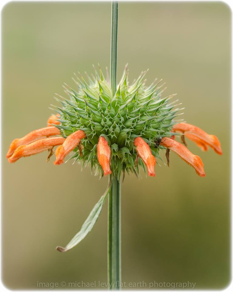 Lion's Ear/Lion's Tail (Leonitis leonurus) - Medicinal Flower Seed