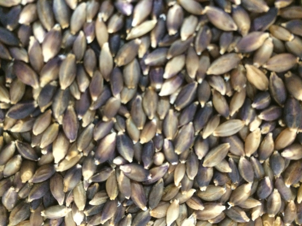 Arabian Blue Barley - Heirloom Ancient Grains, Non-GMO