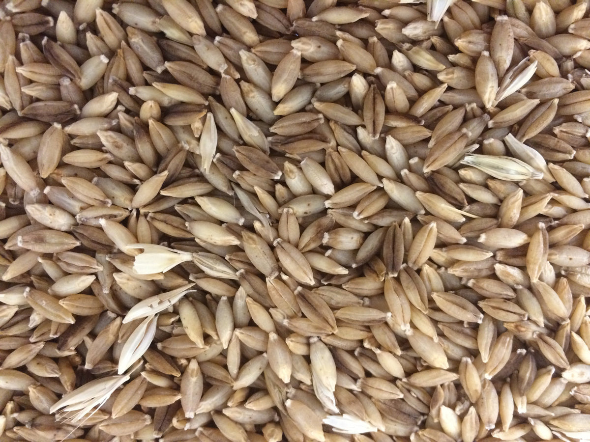 Ethiopian Hulless Barley Seed - Heirloom, Organic Vegetable