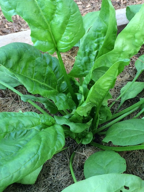 Viroflex Spinach - Rare and Unusual Organic Vegetable Seed - BC