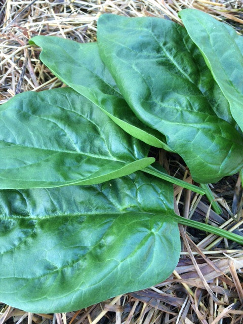 Viroflex Spinach - Rare and Unusual Organic Vegetable Seed - BC