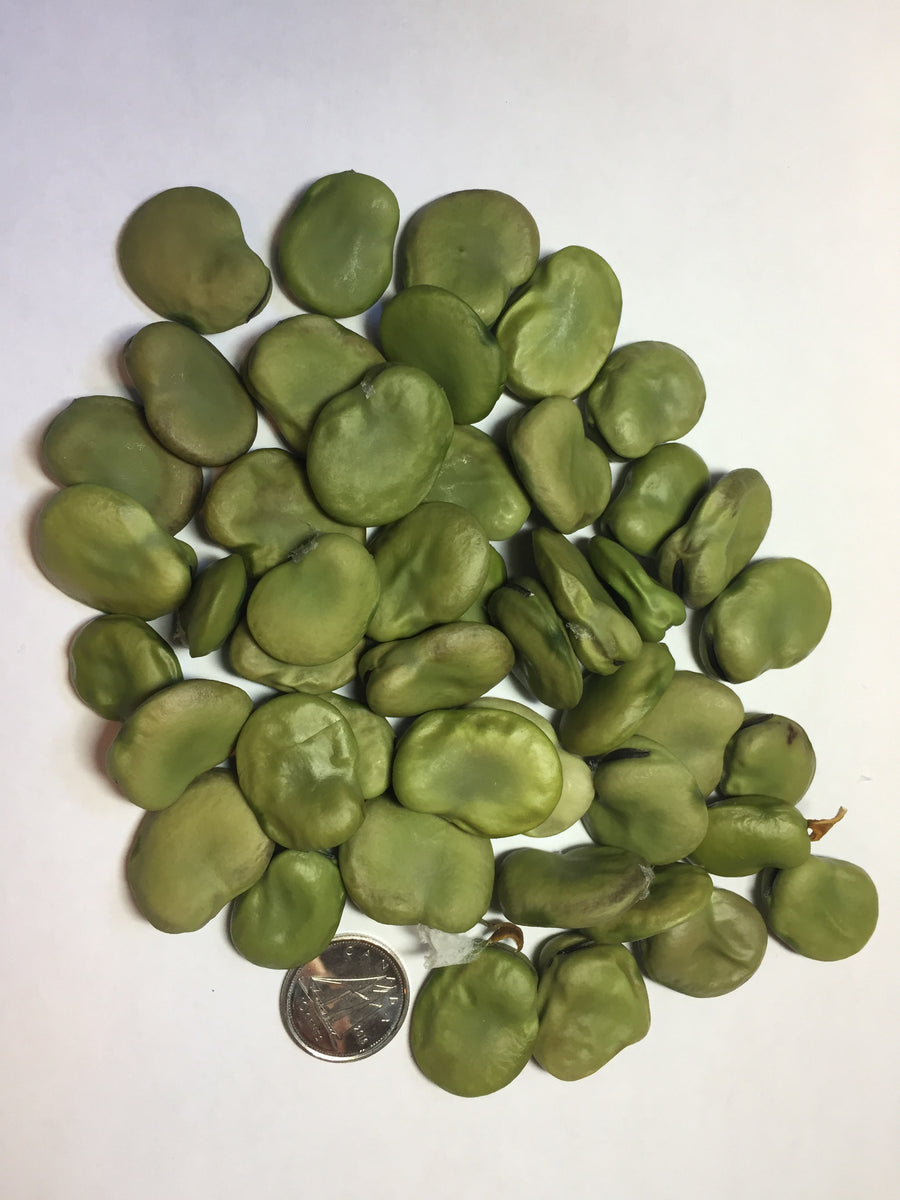 Andy's Broad Bean Organic Heirloom Salt Spring Island Seeds