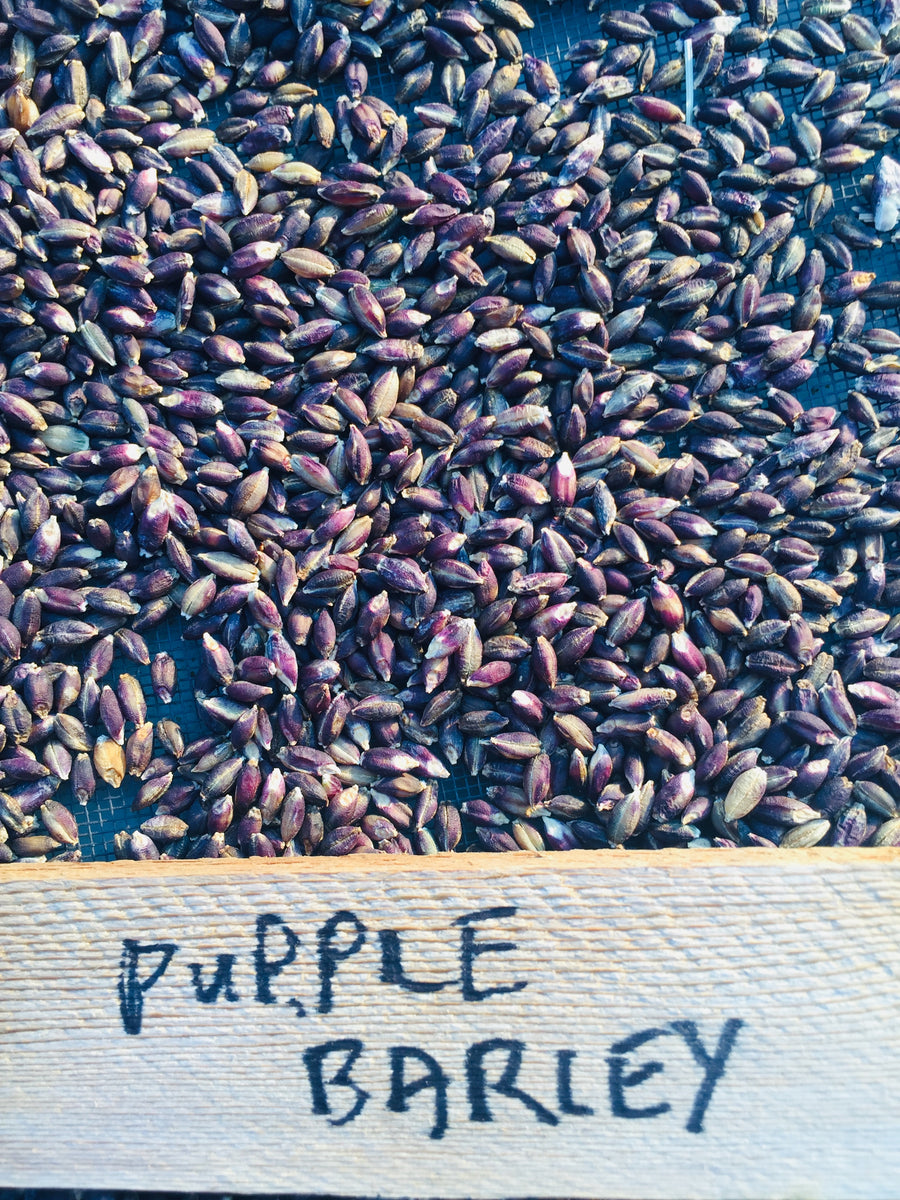 6-Row Purple Barley Seeds - Organic, Non-GMO Bee Plants