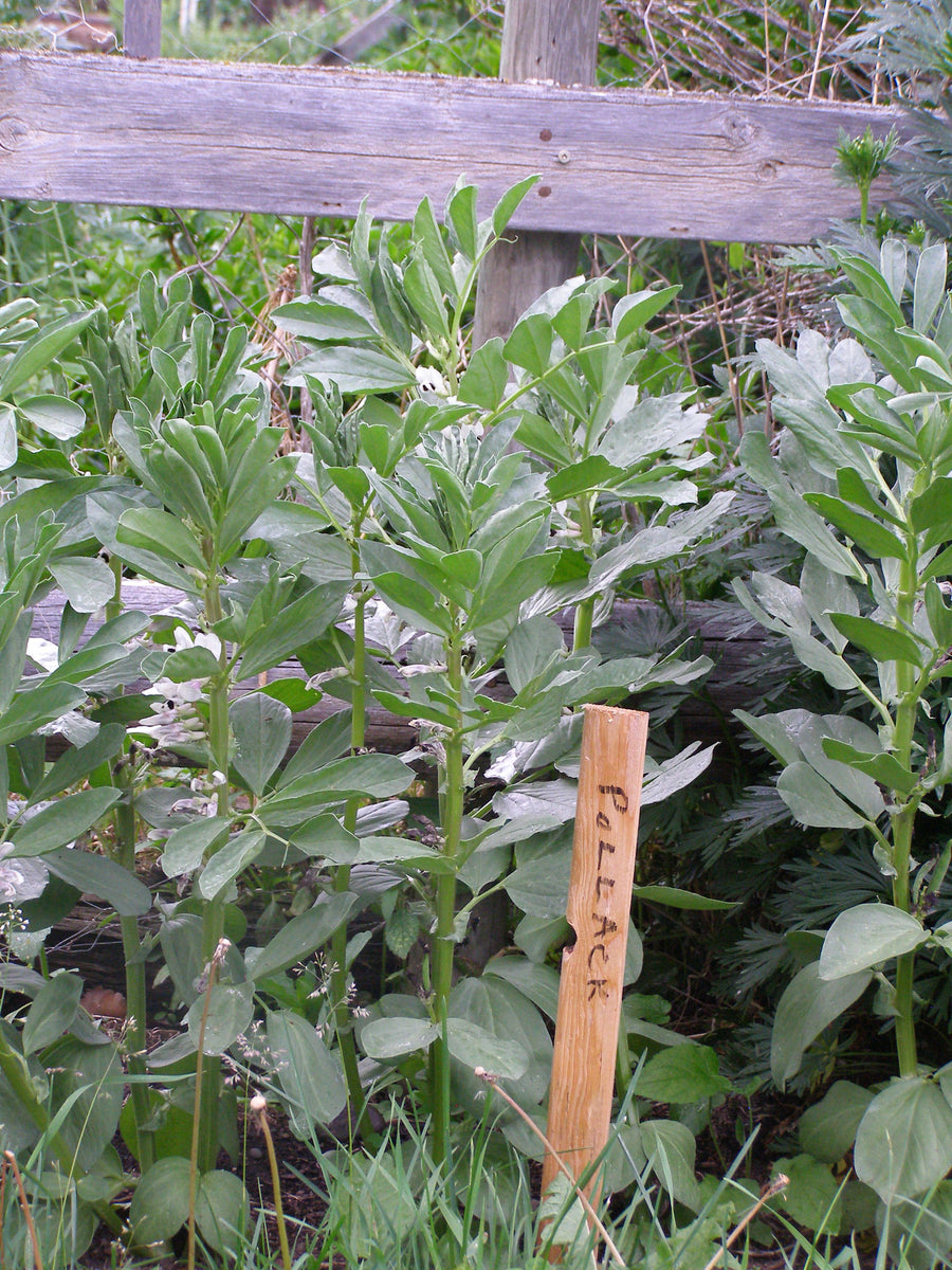 Andy's Broad Bean Organic Heirloom Salt Spring Island Seeds