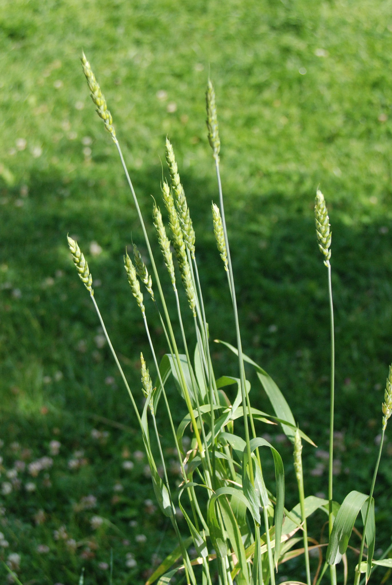 Red Fife Spring Wheat - Non-GMO Heirloom Grain Seed