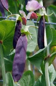 Purple-Podded Pole Pea - Salt Spring Island Seeds