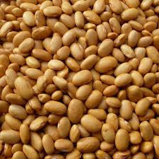 Rare Heirloom Native American Bean - Organic Bush Dry Bean