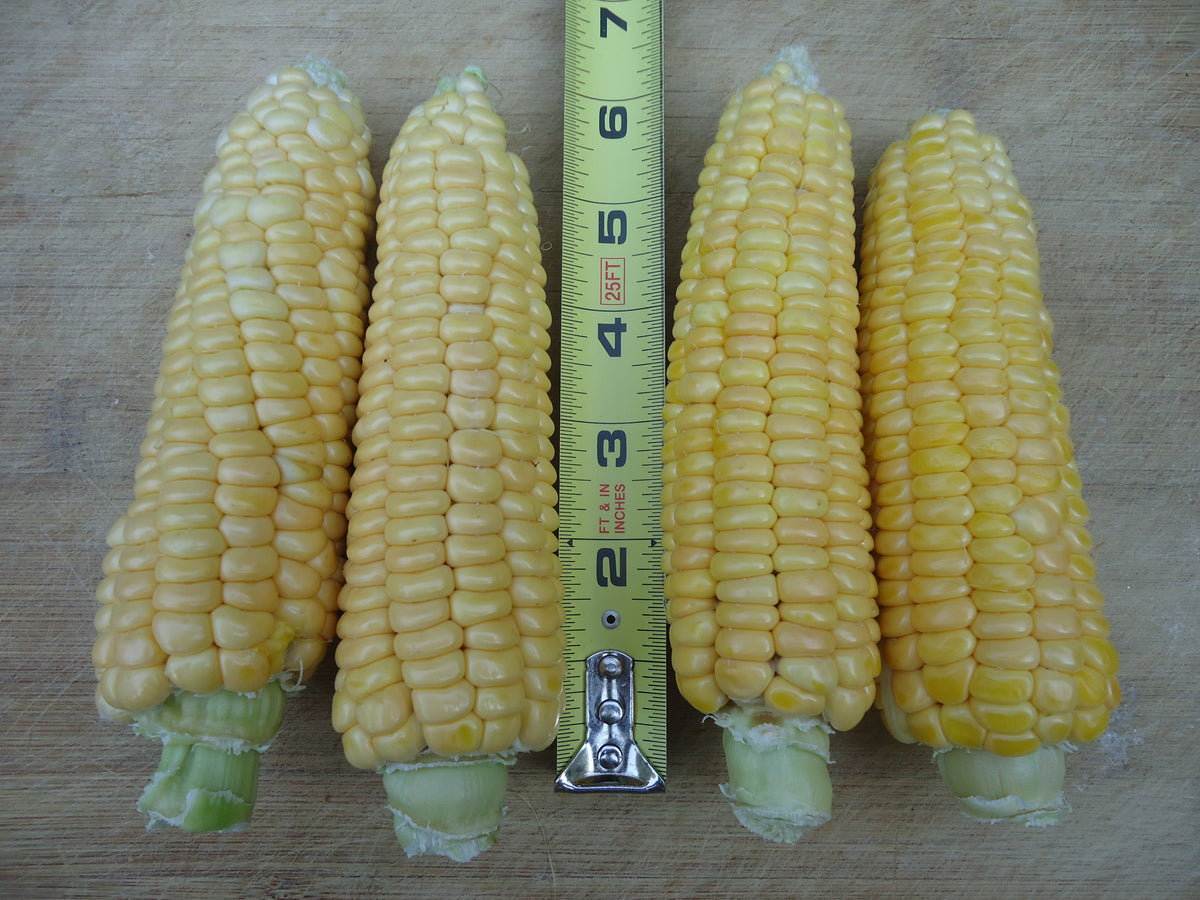 Yukon Chief Sweet Corn Seeds - Organic | Canada