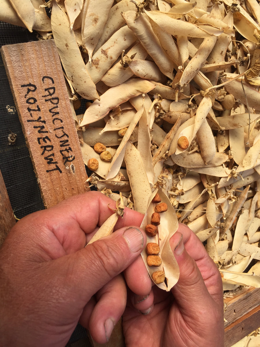 Capucijners Pea Bush Pea