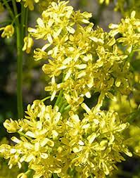 Chinese Woad (Isatis indigotica) - Organic Medicinal Herbs