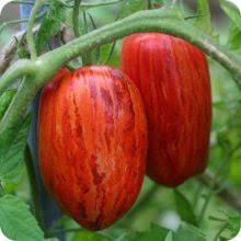 Speckled/Striped Roman - Paste Tomato