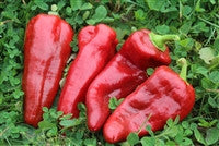 Italian Sweet Pepper Seed Online - Salt Spring Seeds Catalogue