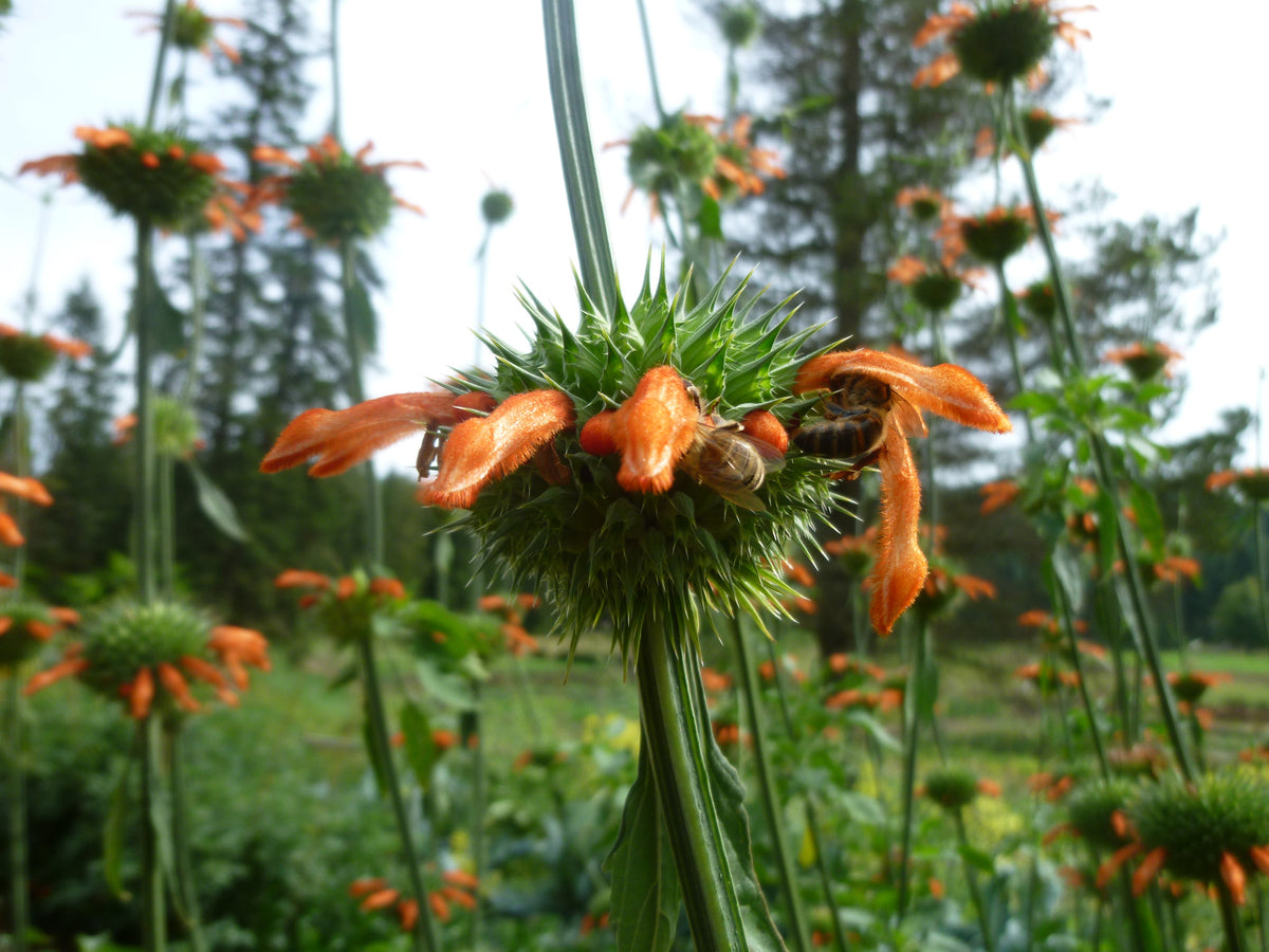 Lion's Ear/Lion's Tail (Leonitis leonurus) - Medicinal Flower Seed