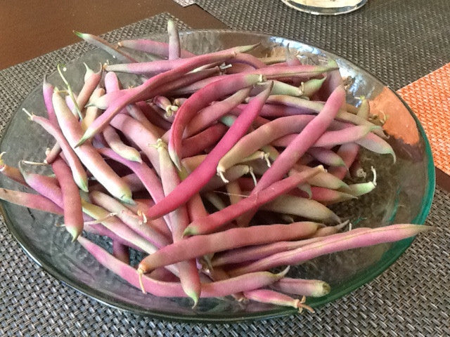 Tanya's Pink Pod Bush Snap Bean
